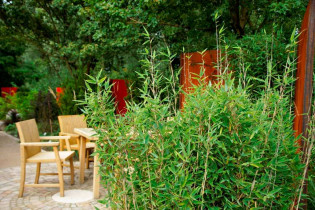 Bambus für den Garten: Pflege und Tipps | Bambuswald