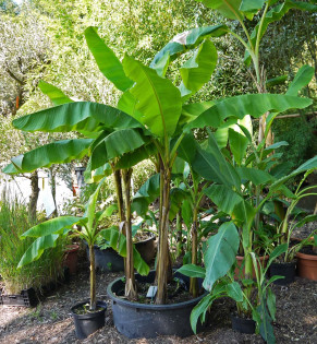 Musa basjoo, Japanische Faserbanane